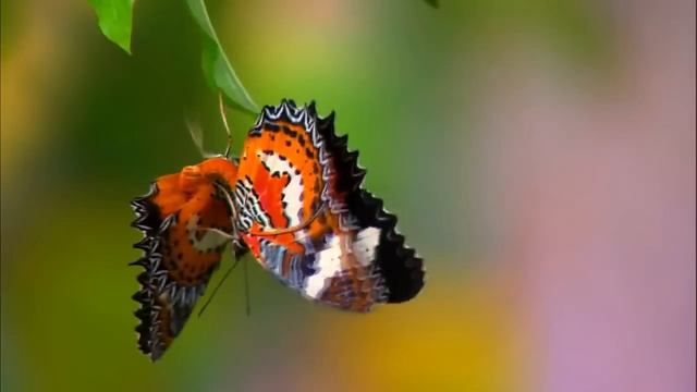 (HD 720p) Autumn Rose by Ernesto Cortazar