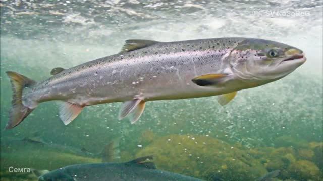 Какие полезные свойства у мяса Атлантического лосося, Сёмги (Atlantic salmon) — Salmo salar ?