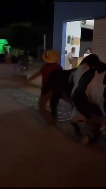 В Бразилии потерялся пьяный человек и его собственный бык отправился на его поиски и отвез его домой