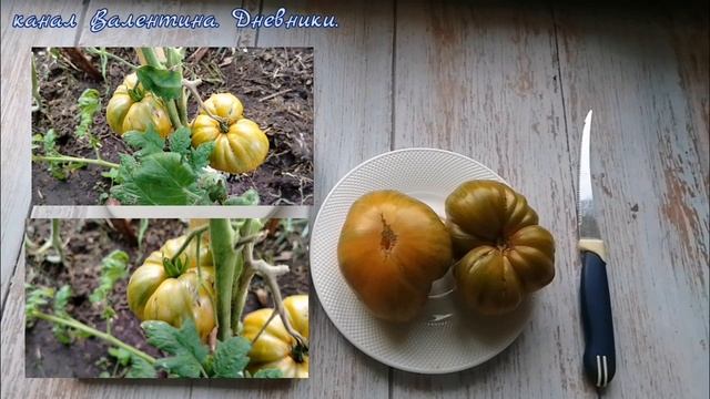 Обзор(отзыв) о томате гном СДОХСН Б.Хортона который я выращивала в сезоне 2025 года в своей теплице