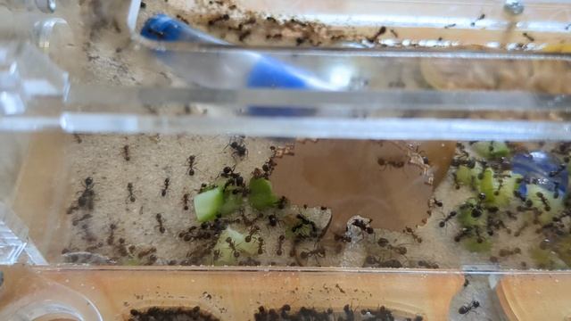 🐜 Жизнь колонии муравьёв-жнецов 🏠 | Муравьиная ферма спустя 1,5 года!