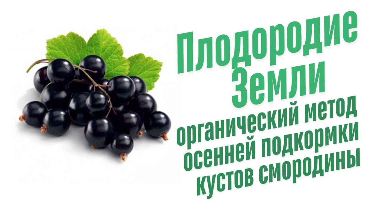 Как выращивать смородину.