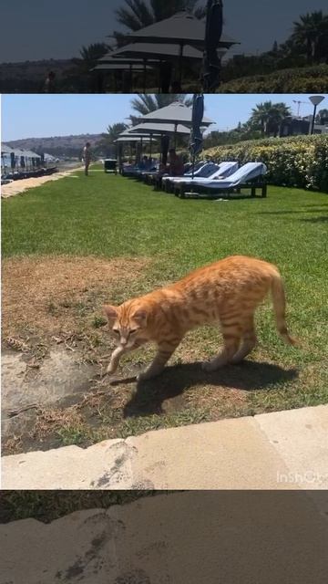 🐾 Котик на Кипре: смешные движения под музыку