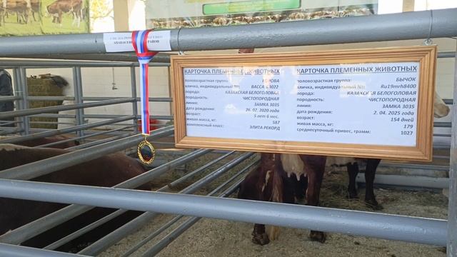 Выставка 2025 год продолжение