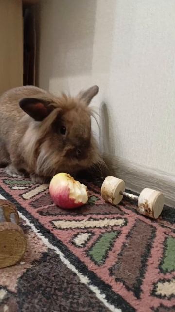 Банникуле очень понравилось сочное дачное яблочко 🐰 🍎