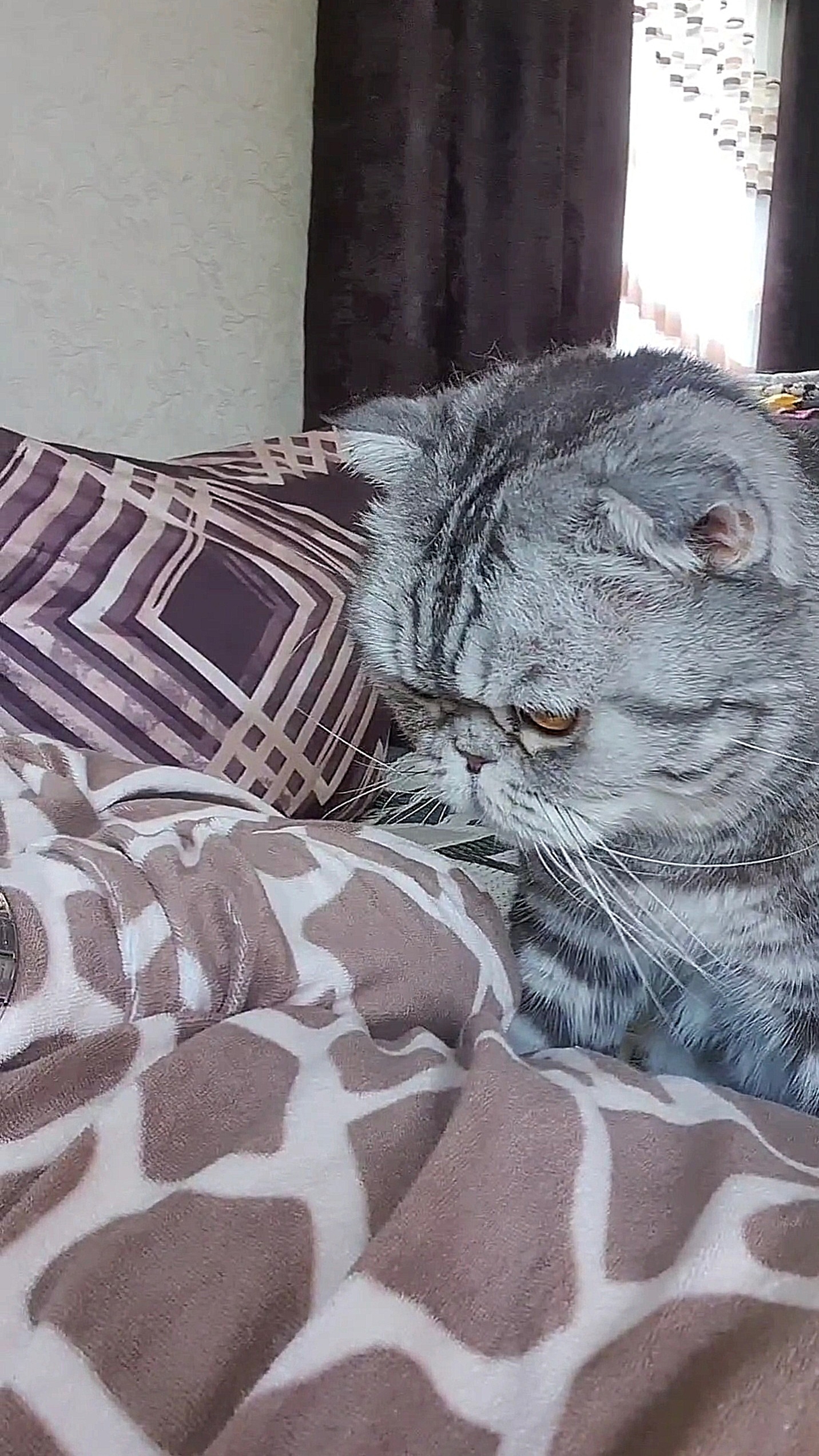 КотоТерапия