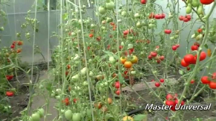 Белокрылка в теплице, как спасти урожай. Самый работающий способ.