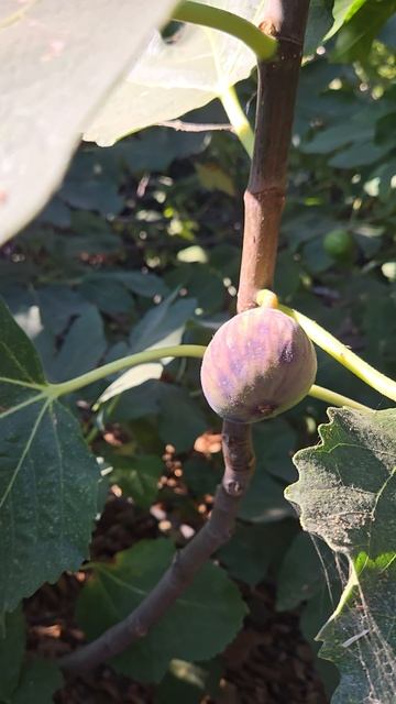 Так растет инжир (смоква). Окончательно поспеет - станет темно-фиолетовым
