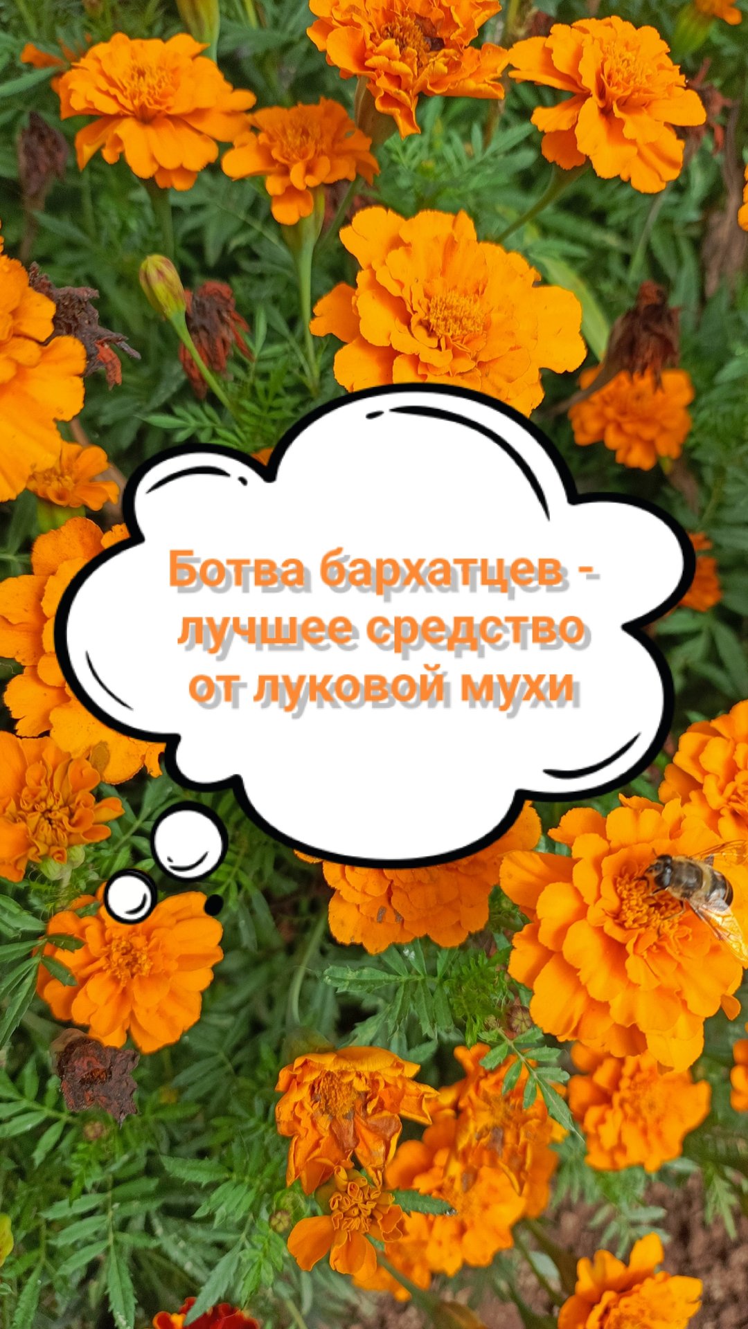 Бархатцы закапываю в гряды, чтобы удалить луковую муху