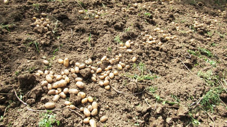 Урожай картошки в сентябре 2025 г и зачем нужны сидераты осенью