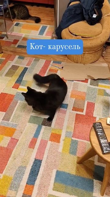 Кот охотится за лучом
