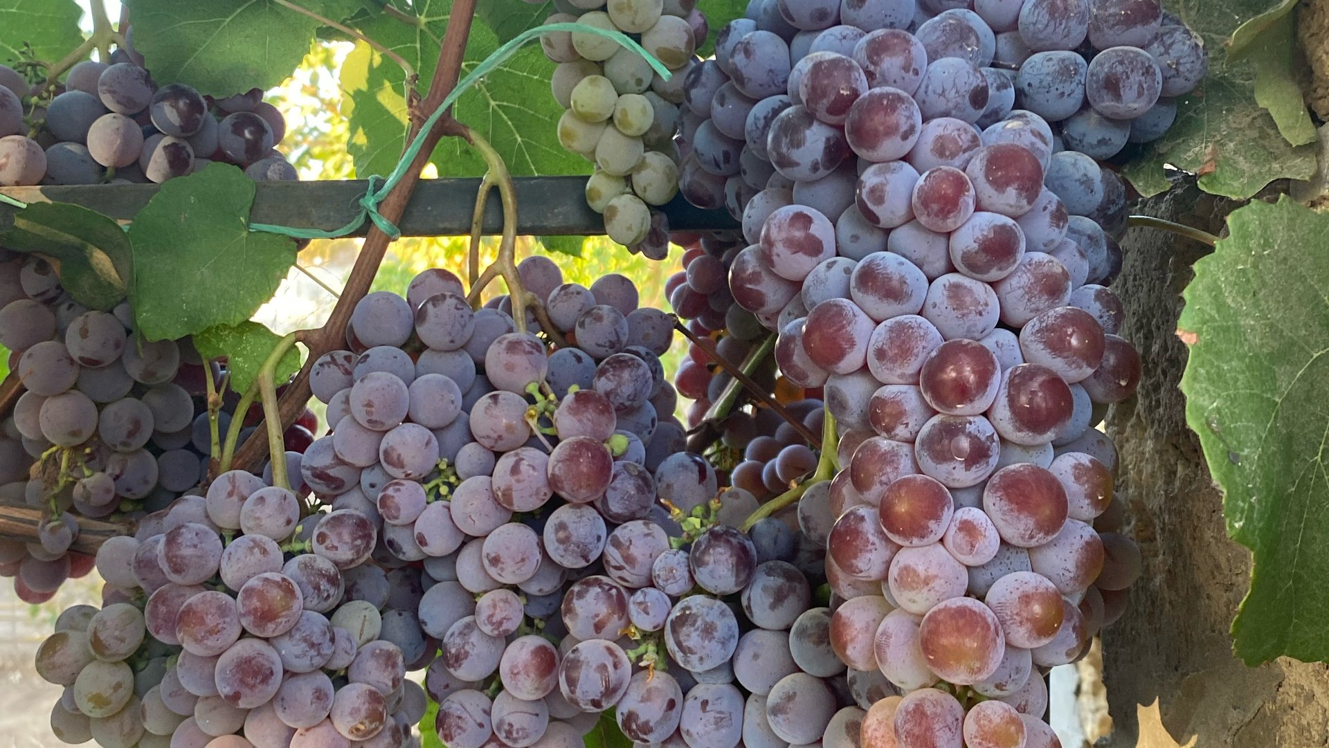 Как отделить гребни от ягод винограда