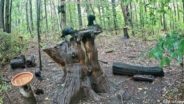 Вороны налетели-все съели