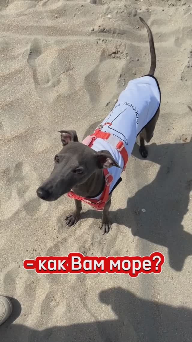 Разговорчивая левретка. Смешное видео.