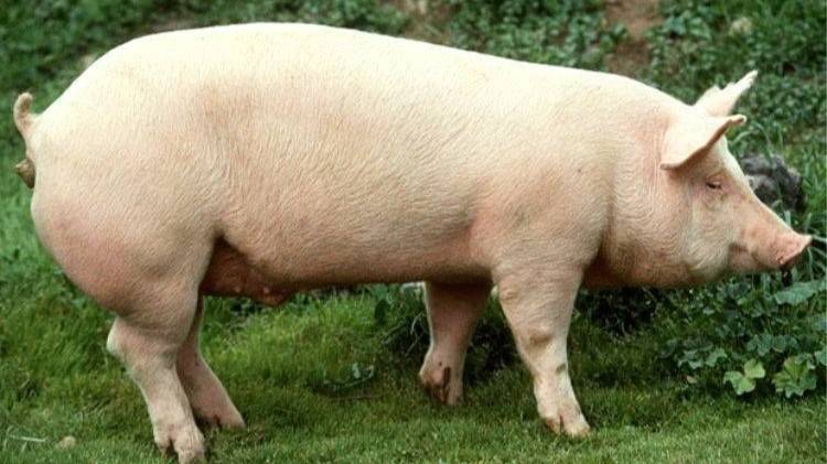 БАСНЯ о СВИНЬЕ. Притча для души! Чтец Ольга Журавкова, автор Владимир Кевхишвили