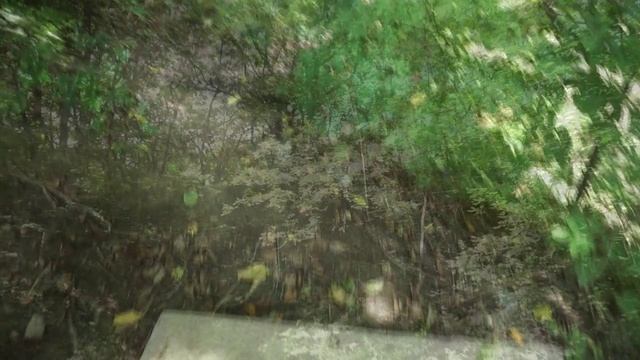 Про лягушек приморских.