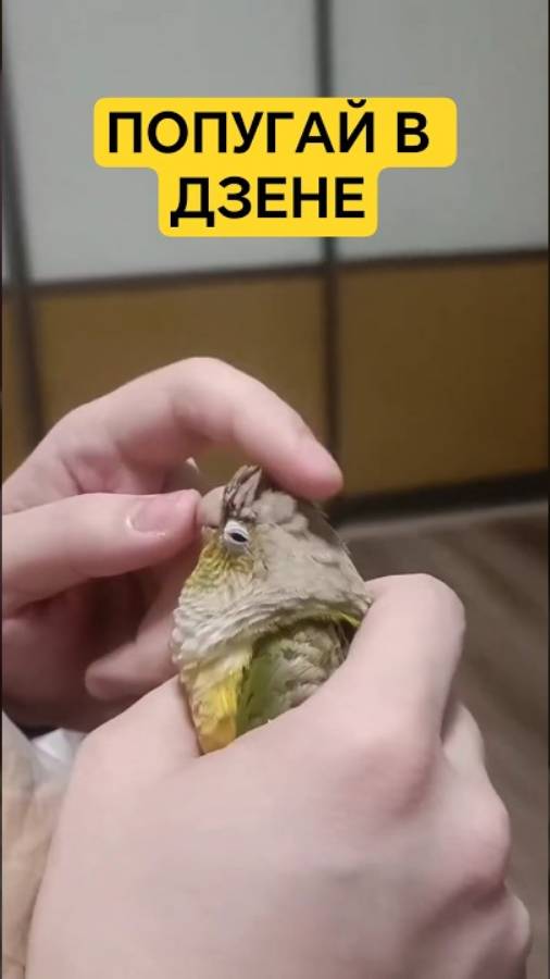 Так реагирует попугай, когда его любят