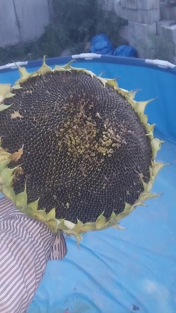 Эхх, сегодня я пощёлкаю :)