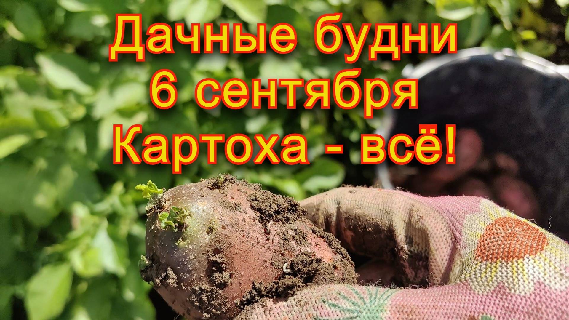 6 сентября 2025 года. Дачный влог. Небольшой обзор осенней дачи. Выкопала картошку