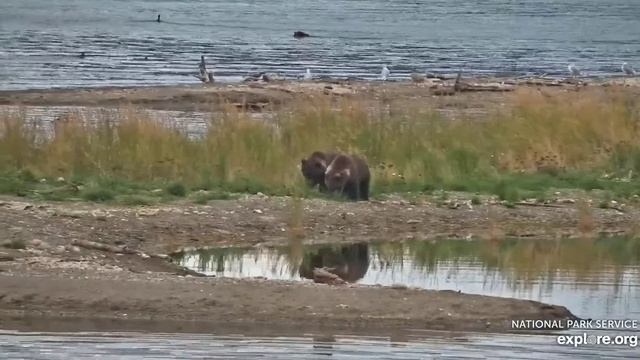 Мама опять привела малышей на рыбалку- за три месяца очень подросли
