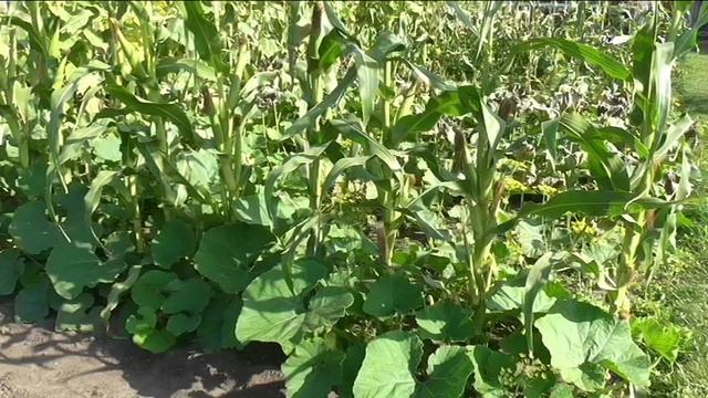 Планировка моего участка на каждый сезон