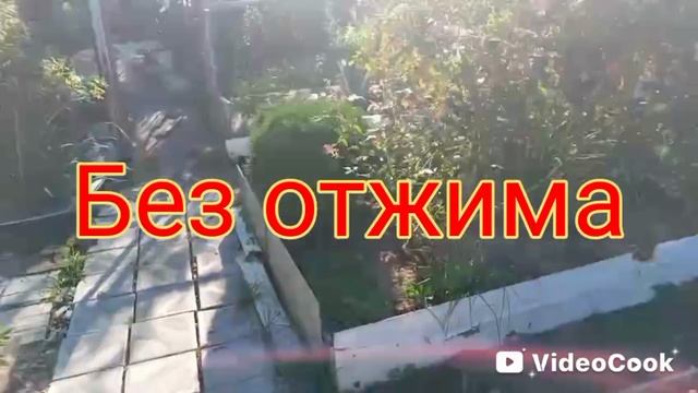 Белый виноград созрел