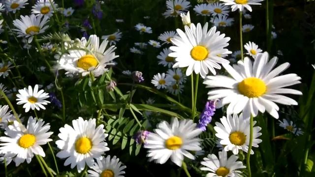 Россиюшка. Исп.: Елена Шевченко.