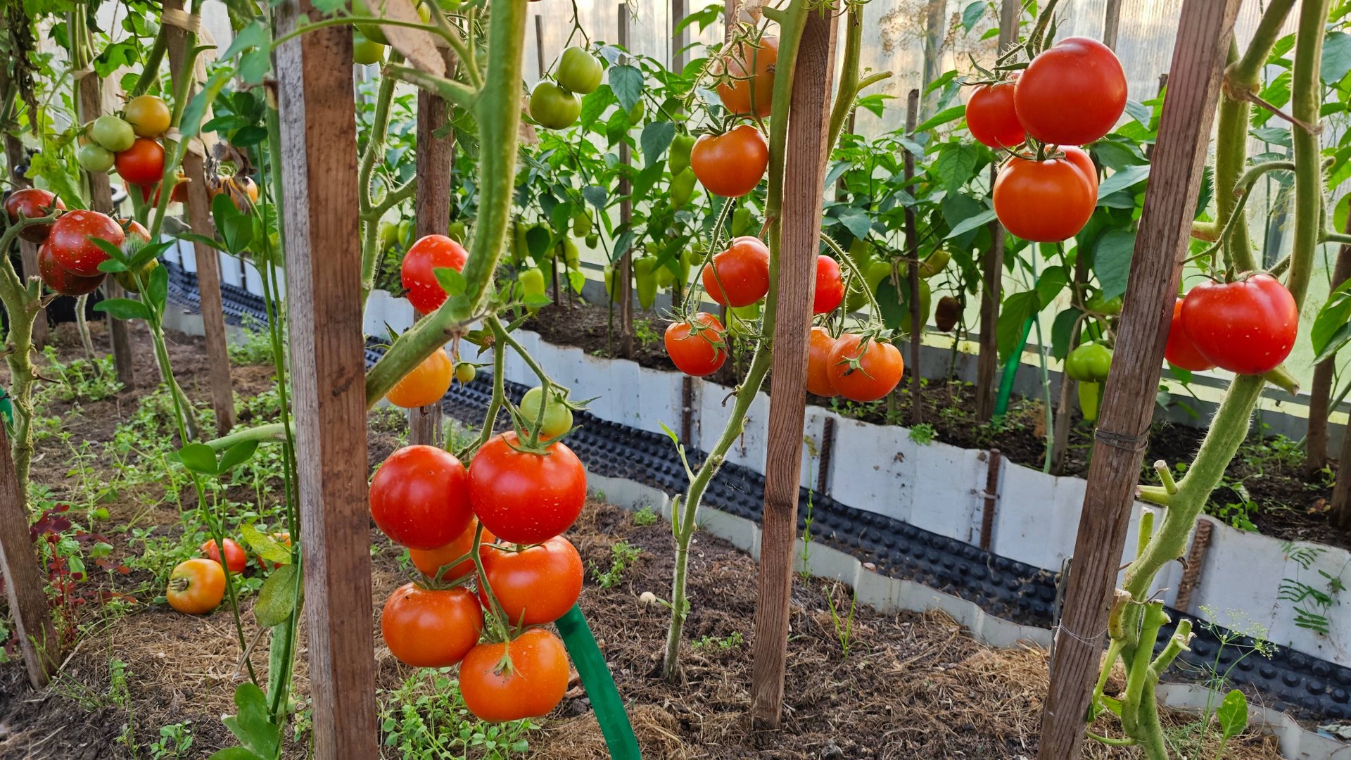 Мои огромные помидорки