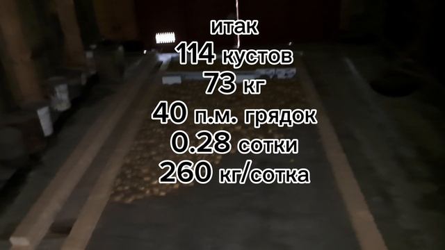 Уборка картофеля 7 сентября 2025г, ч.5. Итоги