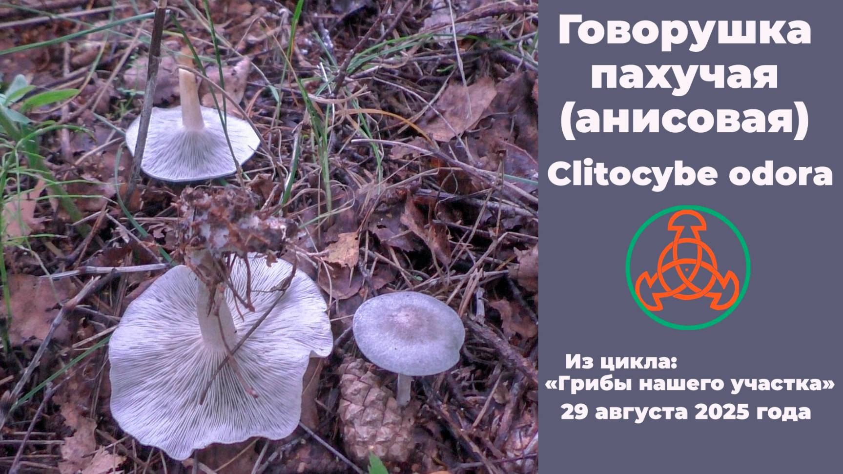 Говорушка пахучая (анисовая) - Clitocybe odora. "Грибы нашего участка" 29 августа 2025 года.