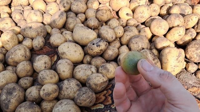 Уборка картофеля 7 сентября 2025г, ч.2. Копка