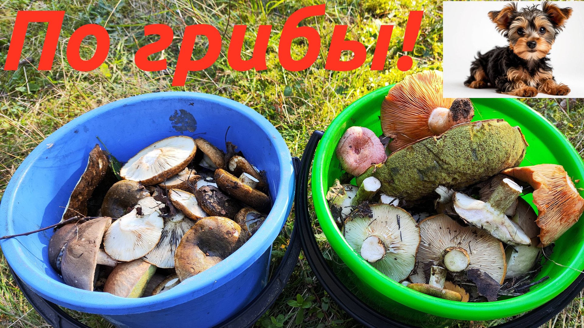 По грибы - в поисках груздя...