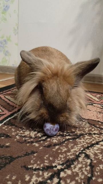 Банникула пробует сочную и спелую сливу 🐰💜