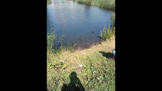 Лысуха в Санкт- Петербурге Coot in St. Petersburg