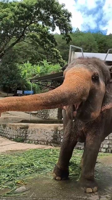 Вьетнам. Слон ест банан экскурсия в Далат.Нячанг за 72 тысячи рублей с перелетом. @tutsi-dieti
