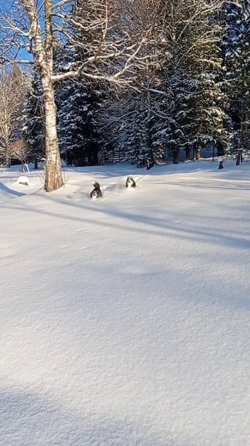 О чем мечтают Бим и Боб 07-09-2025