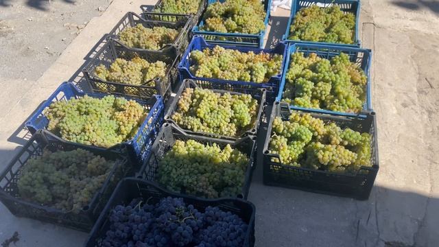 Сбор винного винограда