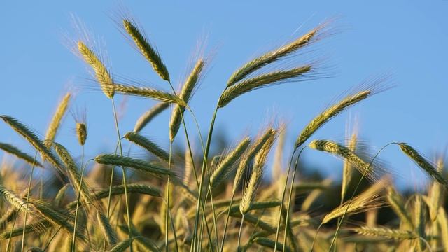 Золотое поле осенью: колышется рожь на ветру