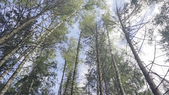 Лес и начало осени!