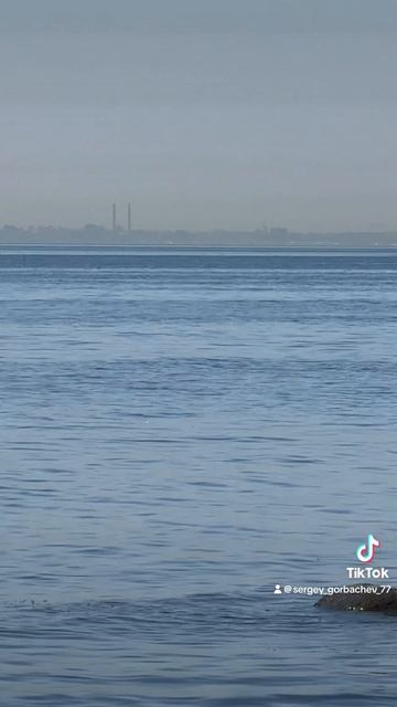 Финский залив