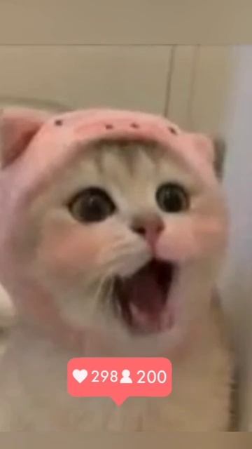 Смешные животные - Смешное видео -  Поющие котики