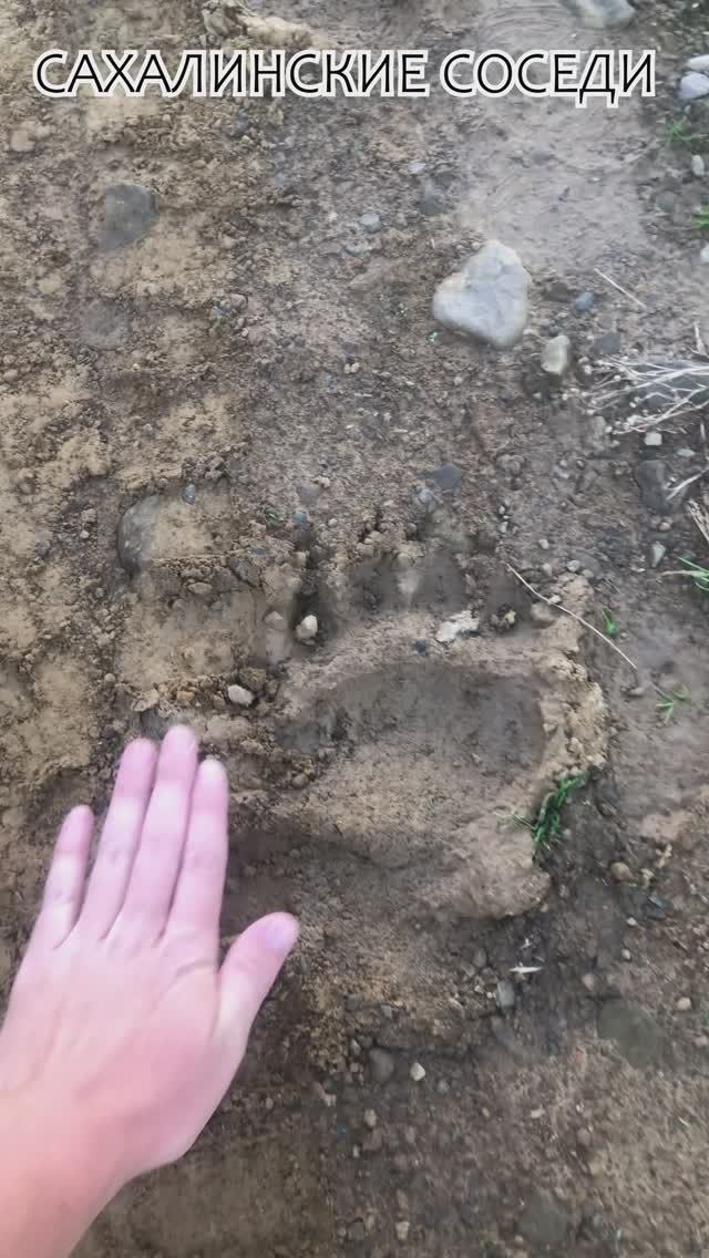 Медведи на Сахалине. Всё чаще и всё ближе. #Сахалин #Медведи #путешествия #Холмск #природа