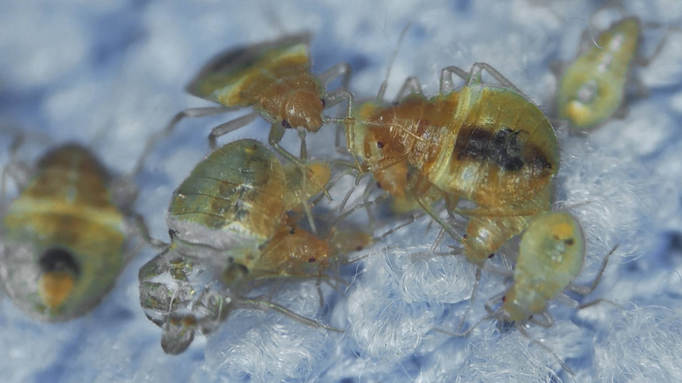 Как избавиться от постельных клопов в домашних условиях?