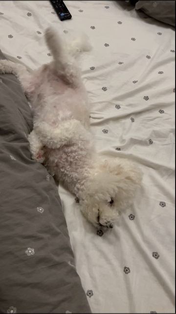 Почему собаки трутся на спине.