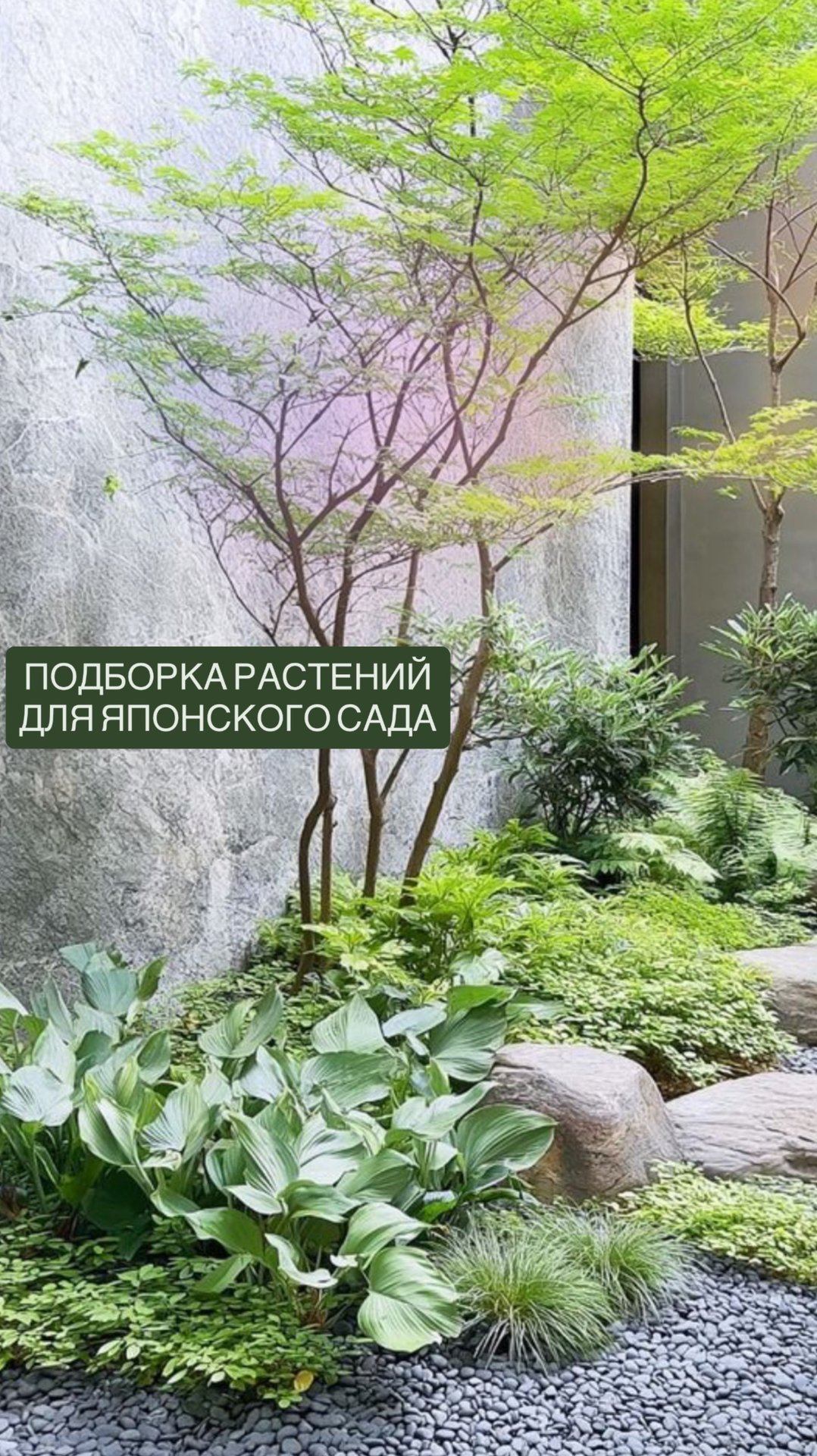 РАСТЕНИЯ ДЛЯ ЯПОНСКОГО САДА