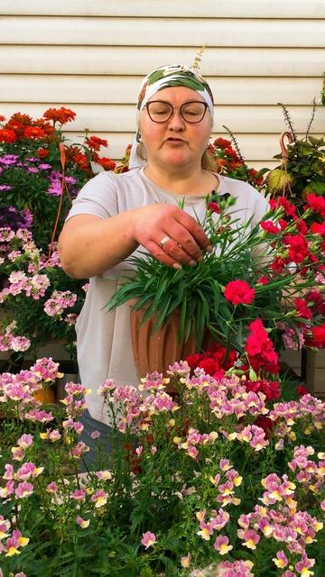 Как черенковать гвоздику для размножения