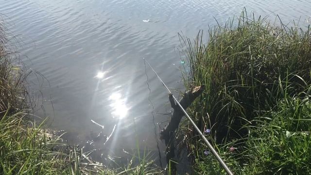 Осенняя ловля плотвы на удочку.