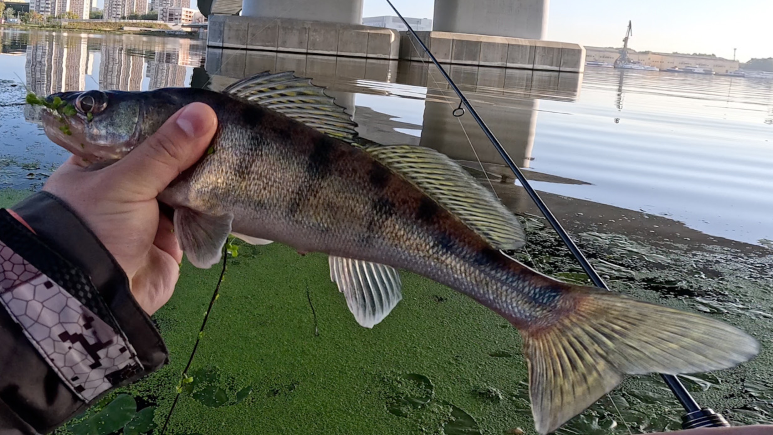 ЛАЙТ ДЖИГ. Приманка из чердака. Напарник в деле. Рыбалка 2025. Ловля на силиконовые приманки.