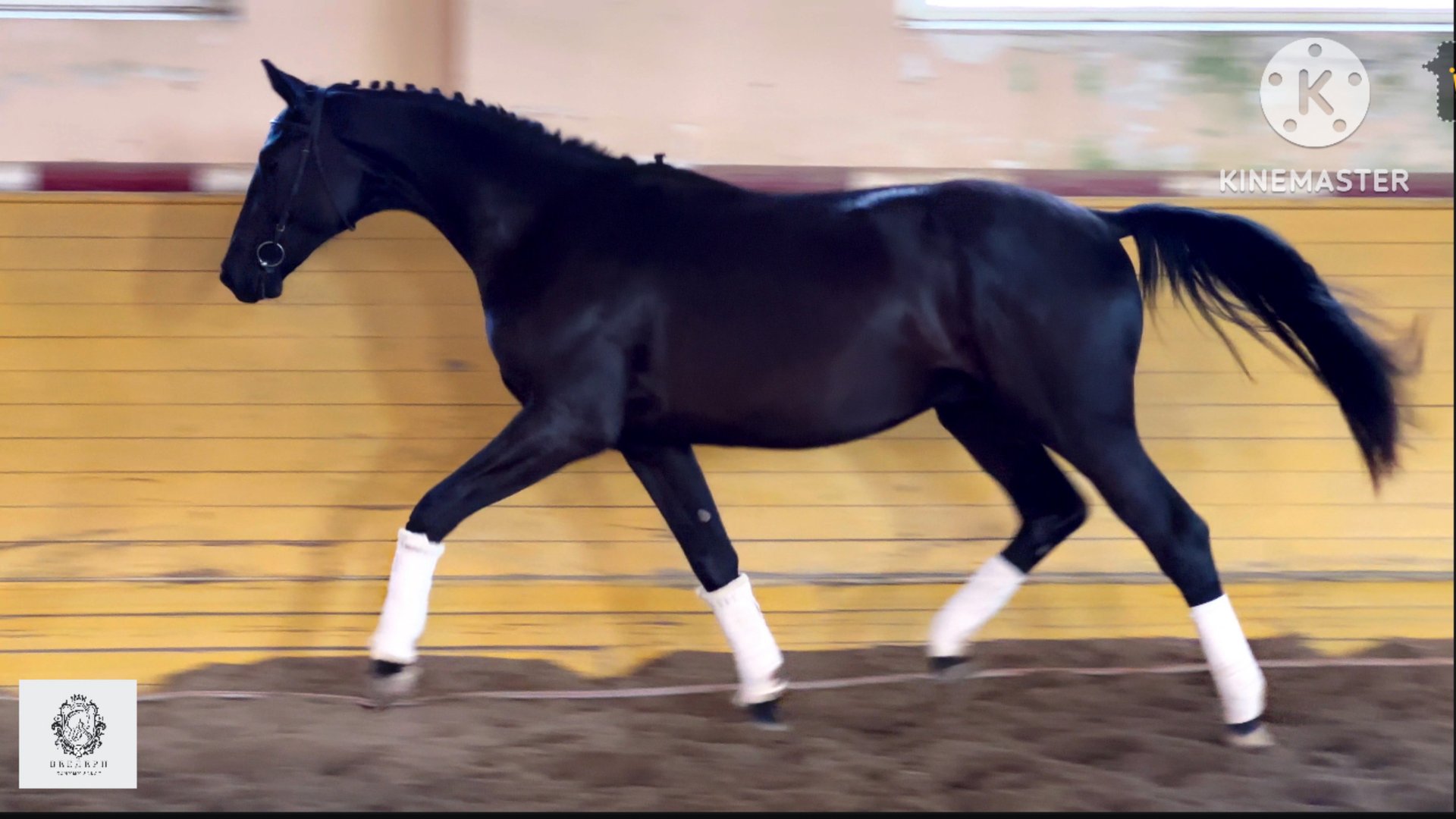 Жеребец ХАЙВАНЬ WD, 2023 г.р.  #жеребятаотHochmeister #веедерн