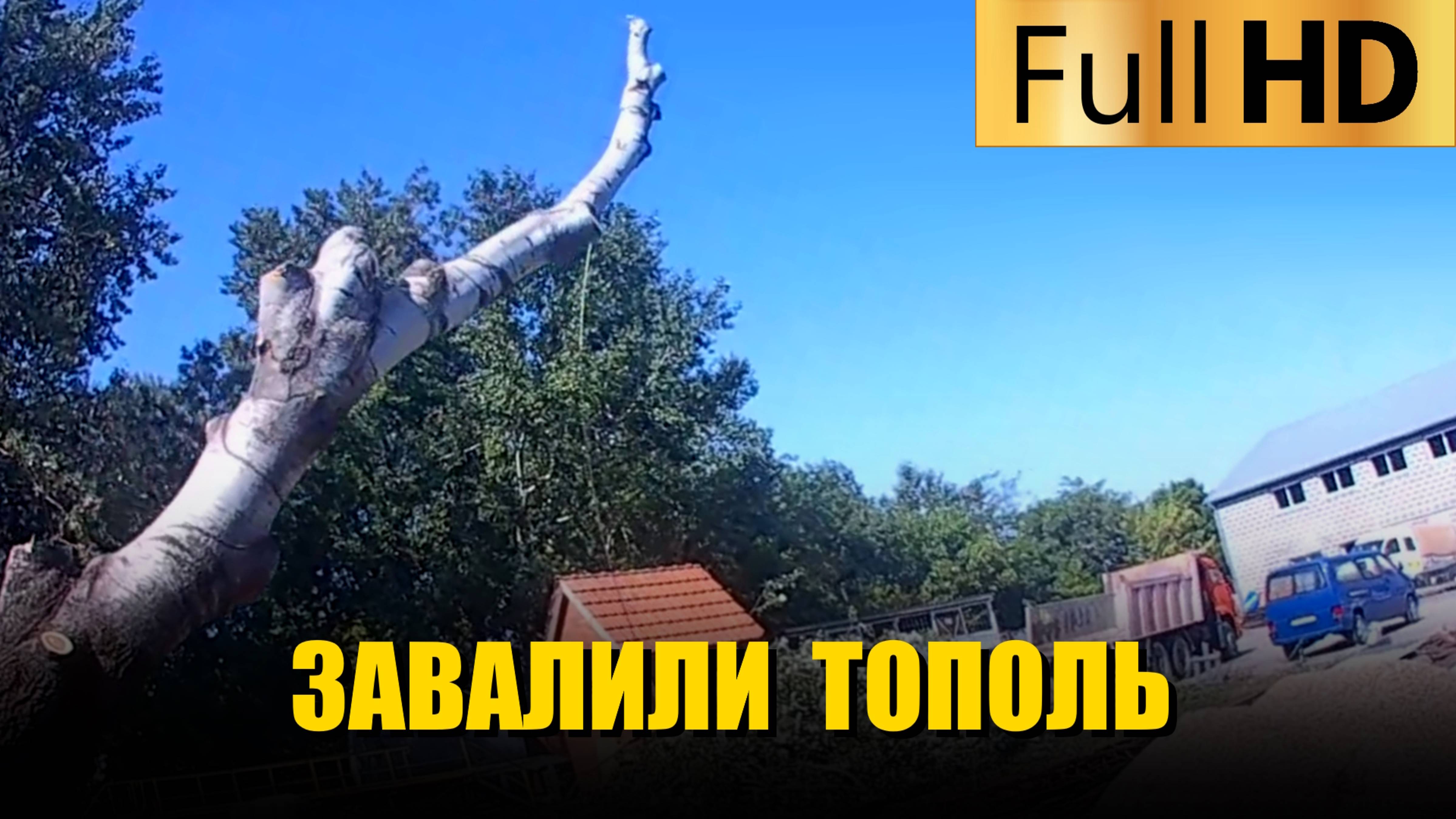 Идеально завалил тополь | Арбористика Краснодарский край